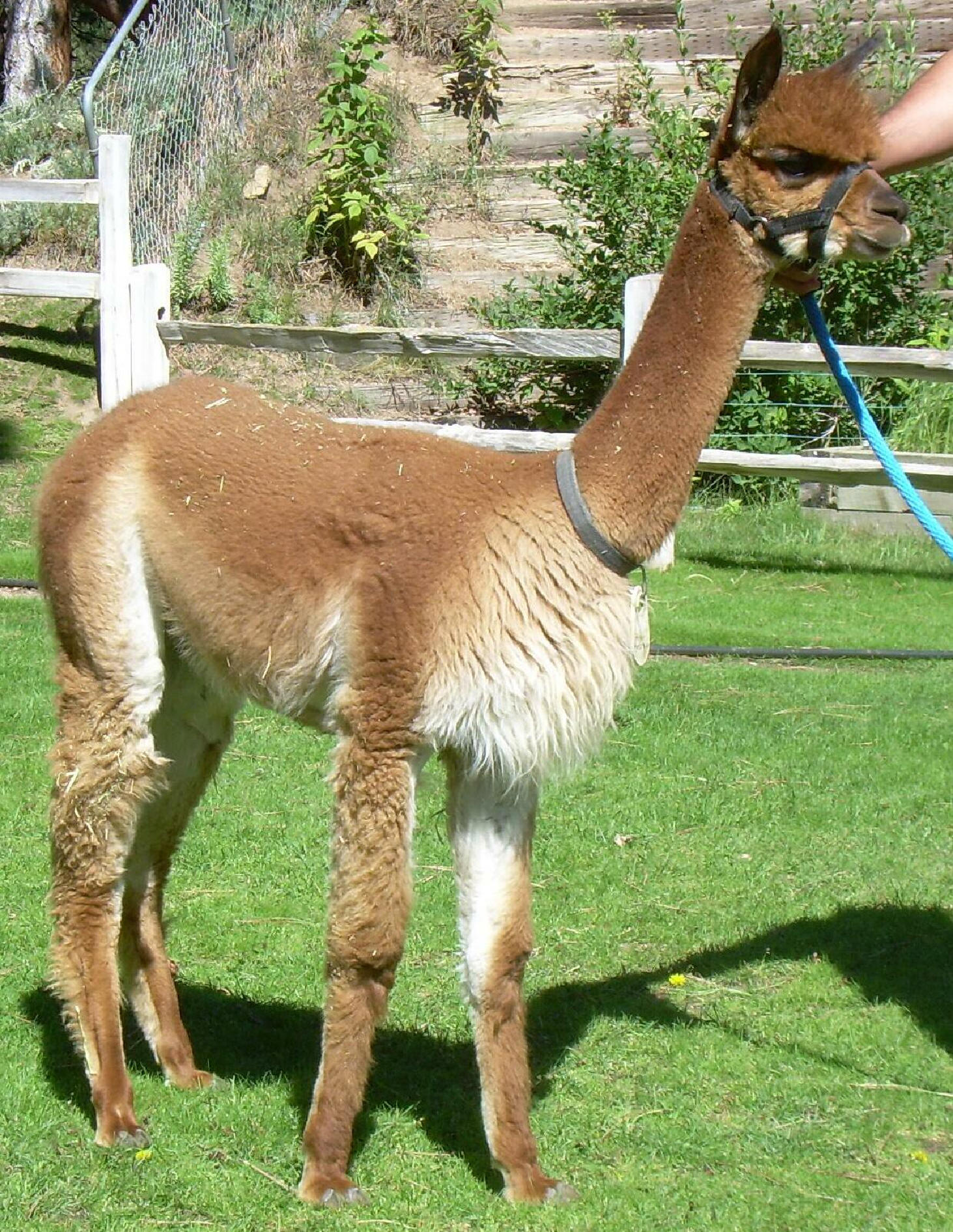 Oh The Fiber Paco Vicuna The Fiber Of My Being Oh The Fiber Paco Vicuna The Fiber Of My Being